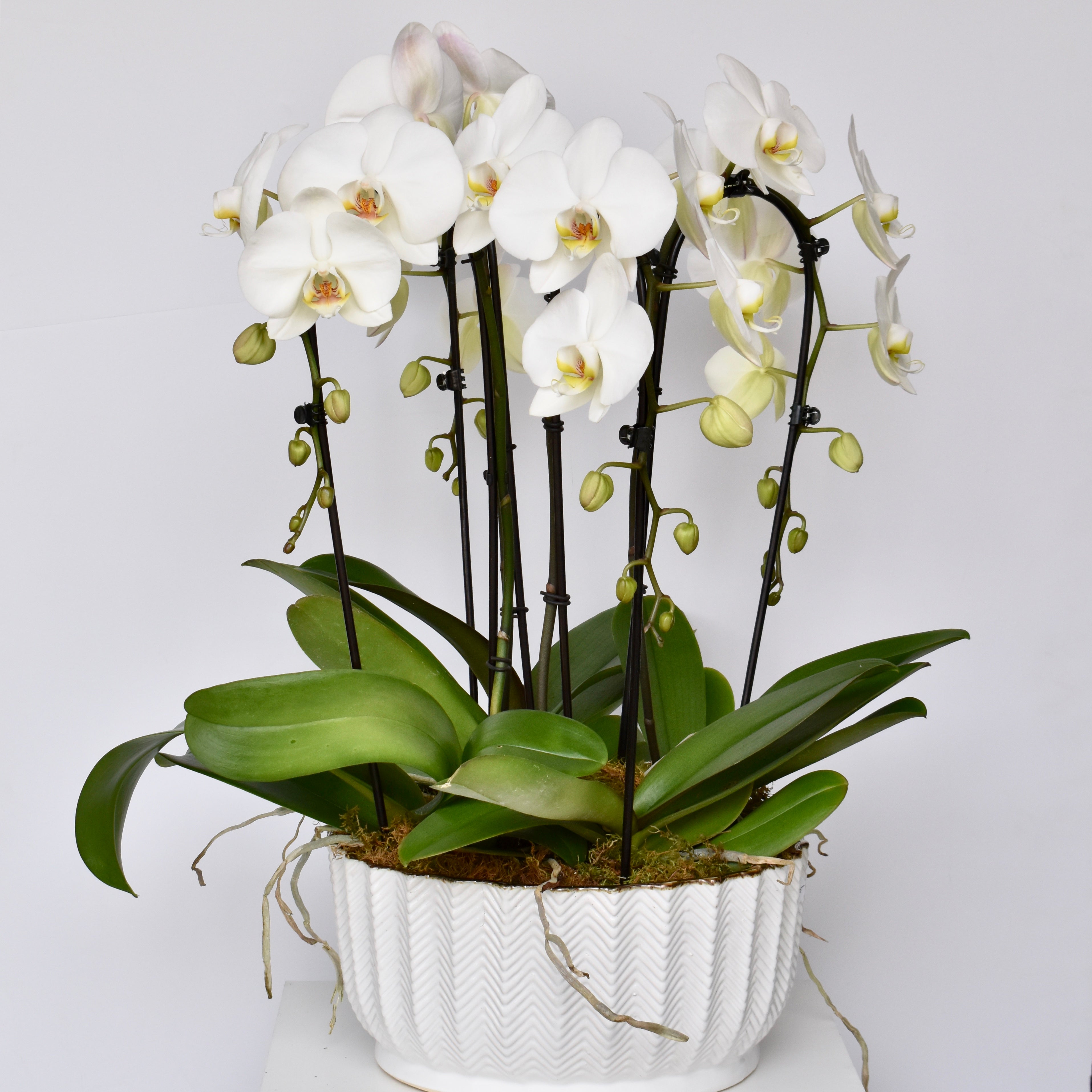 True Flowers Florist - Oakville Flower Delivery